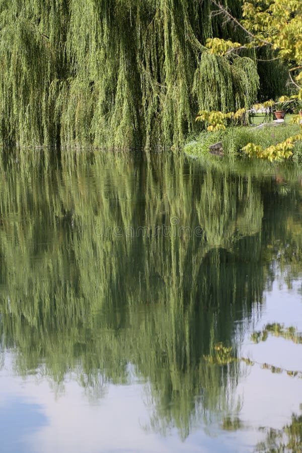 Weeping Willow Tree on a Small Pond Stock Photo - Image of lake ...