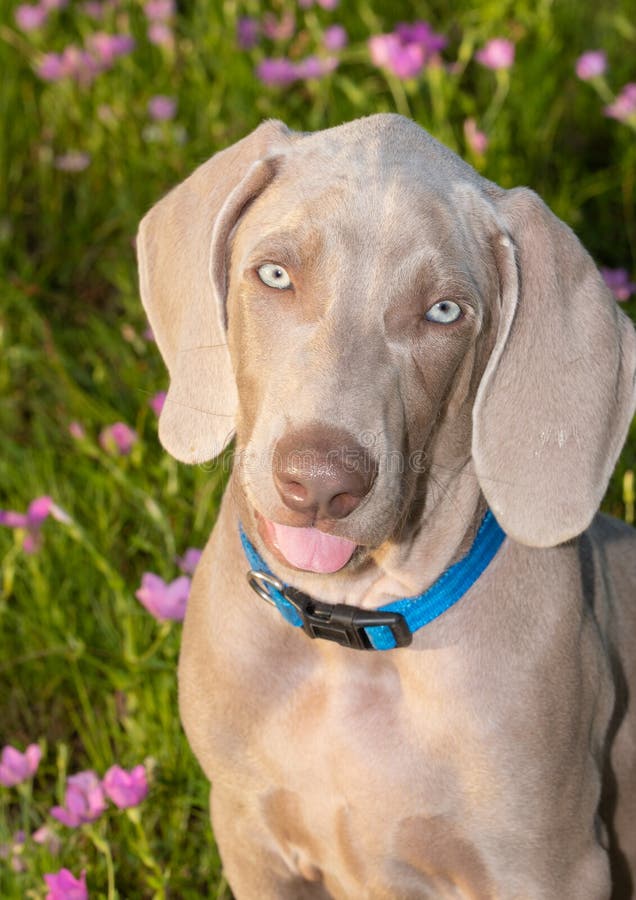 Beautiful Weimaraner Dog Posing by the Pool Table Indoors Stock Image ...