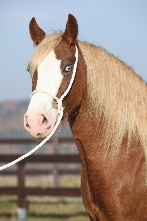 Beautiful Welsh Cob Mare with Halter Stock Image - Image of outside ...