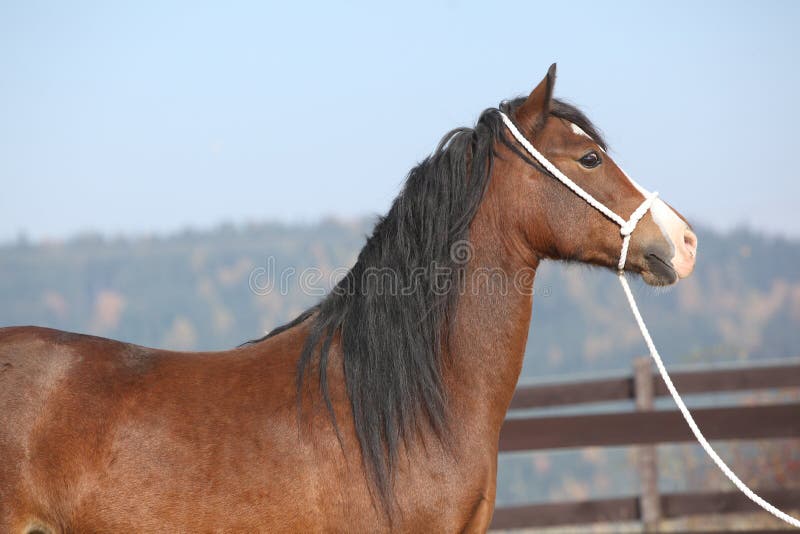 Beautiful Welsh Cob Mare with Halter Stock Photo - Image of color ...