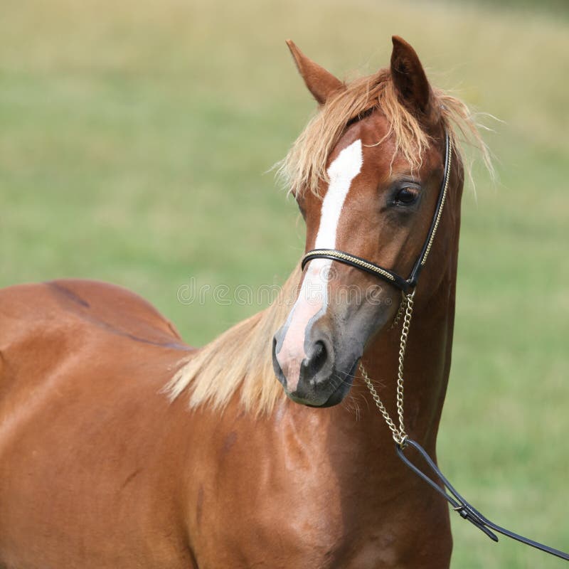 Beautiful Welsh Pony on Pasturage Stock Image - Image of mane ...