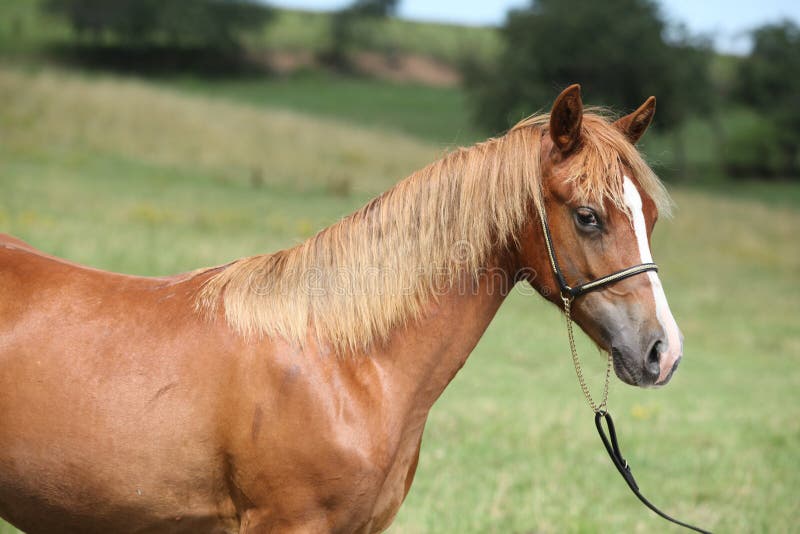 Beautiful Welsh Mountain Pony Stallion on Pasturage Stock Image - Image ...
