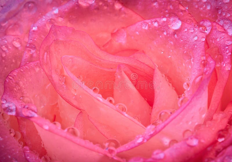 Beautiful wet pink rose stock photo. Image of background - 69890930