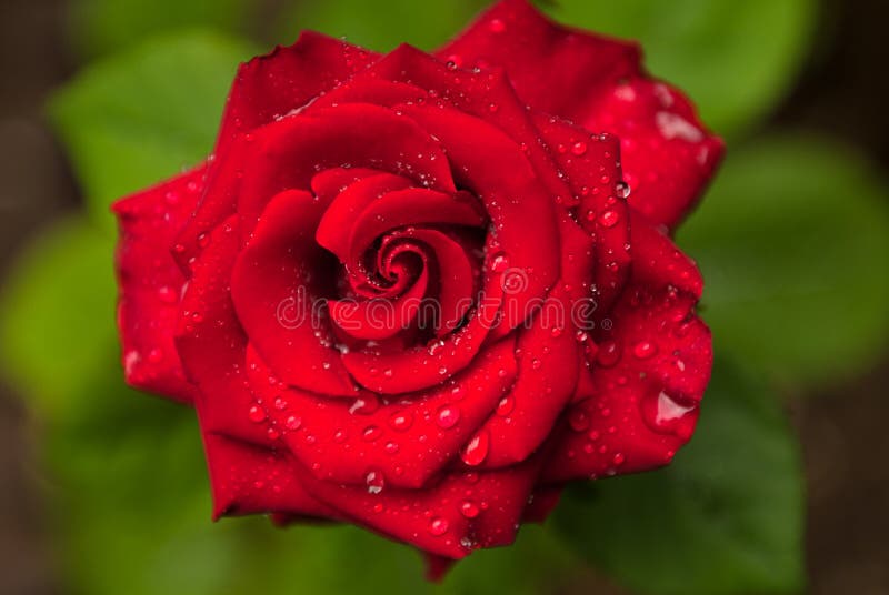 Beautiful Wet Red Rose in Garden during Spring Bloom Stock Photo ...