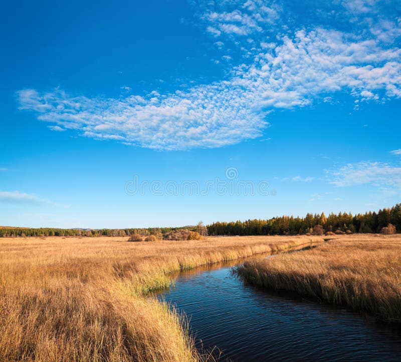 Beautiful Wetland with Many Aquatic Plants Stock Photo - Image of ...