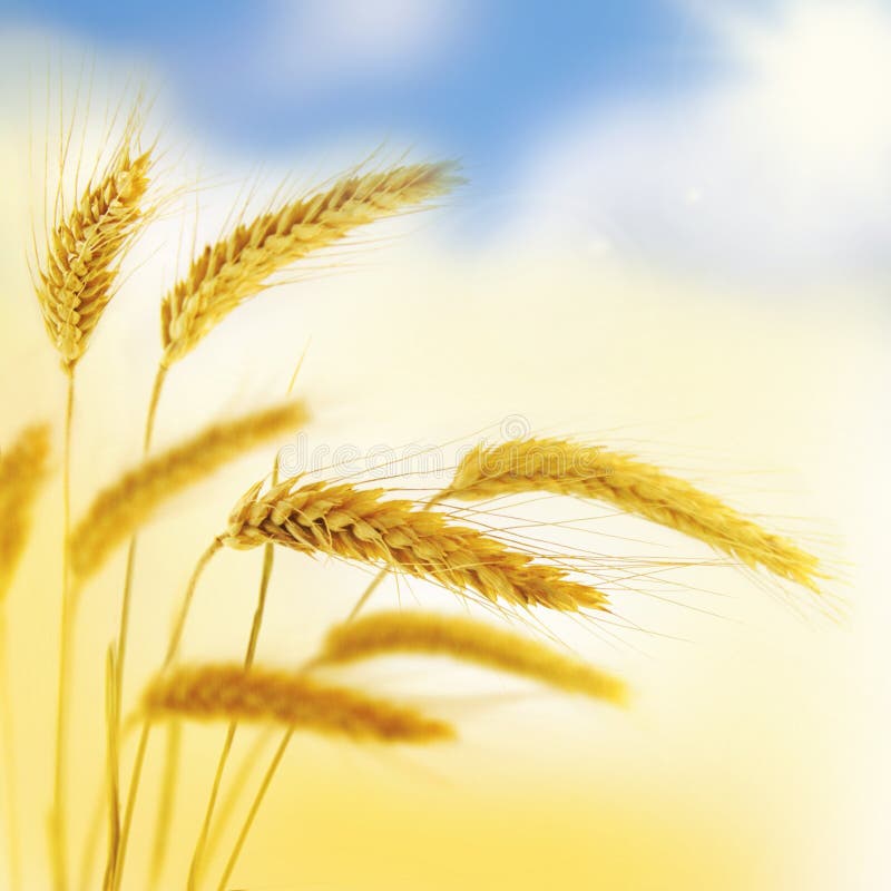 64+ Wheat border Free Stock Photos - StockFreeImages