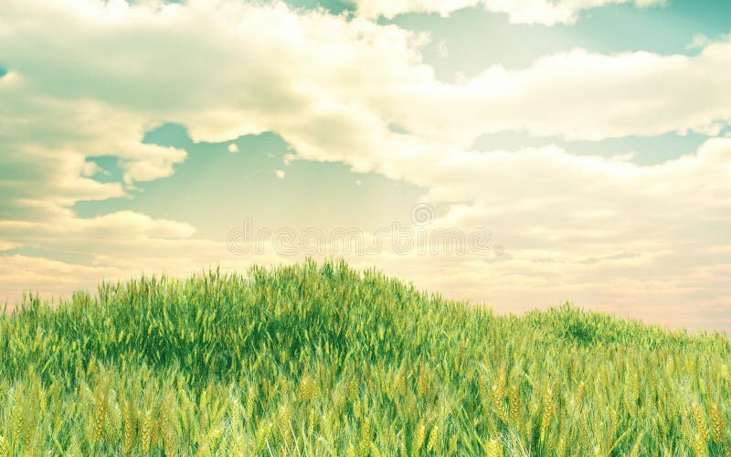 Beautiful Wheat Field Picture. Image: 12106171
