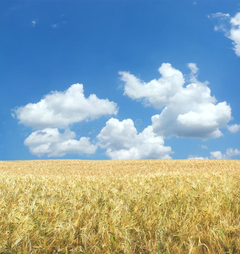 Beautiful Wheat Field Picture. Image: 2705497