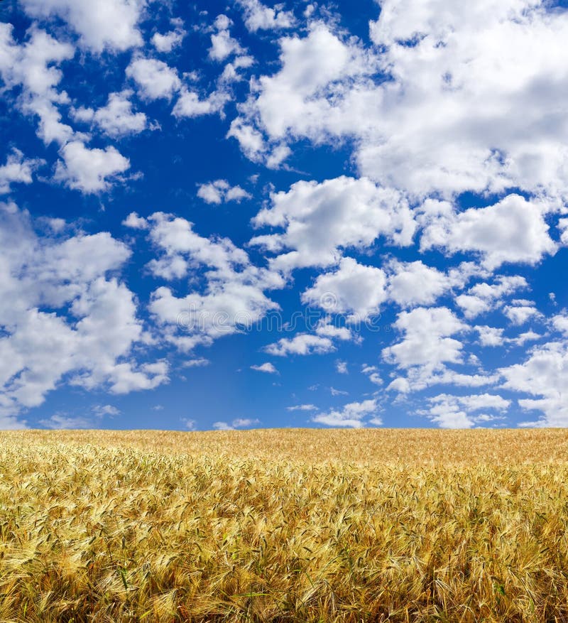Beautiful wheat field stock photo. Image of village, rural - 3661278