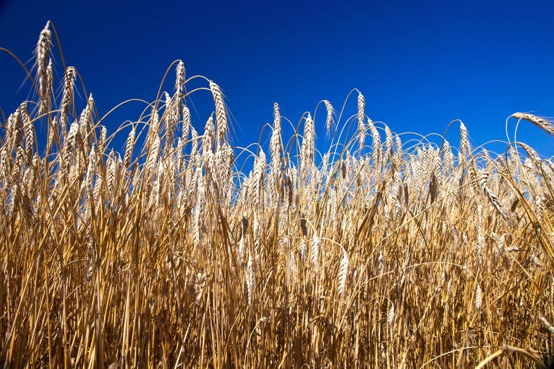 Beautiful wheat field stock image. Image of farm, nature - 84684625