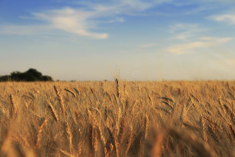 Beautiful wheat field stock photo. Image of saver, beautiful - 79284116