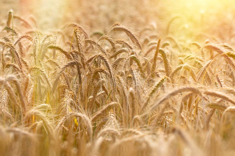 Beautiful Wheat Field Illuminated by Sunlight Stock Photo - Image of ...