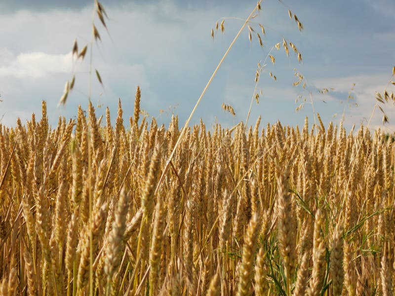 Beautiful Wheat Field and Sky. Ears of Wheat Stock Image - Image of ...