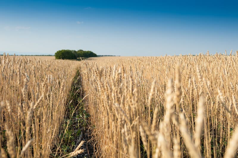 Beautiful wheat field stock photo. Image of meadow, season - 40154186