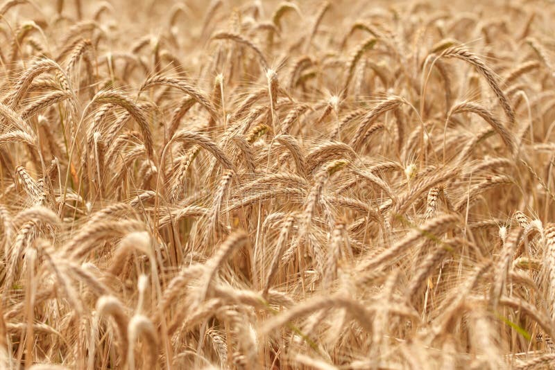 Beautiful wheat field stock image. Image of agriculture - 55524767