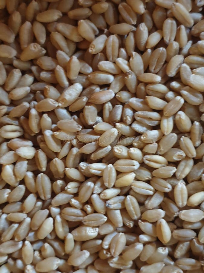 Beautiful wheat grains stock image. Image of crop, dish - 183383067