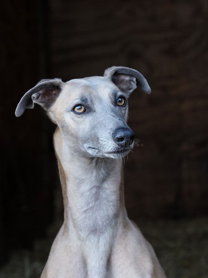 561 Whippet Head Photos - Free & Royalty-Free Stock Photos from Dreamstime
