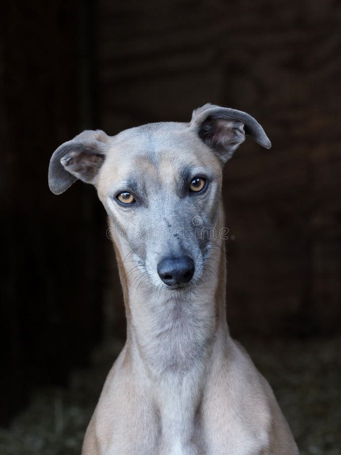 Beautiful Whippet stock image. Image of grey, outdoors - 210671925