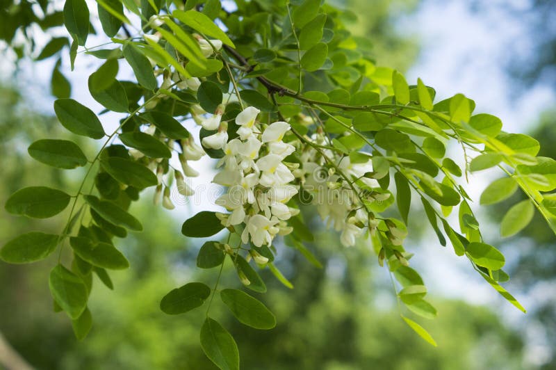 Beautiful White Acacia Flowers in Early Spring Stock Image - Image of ...