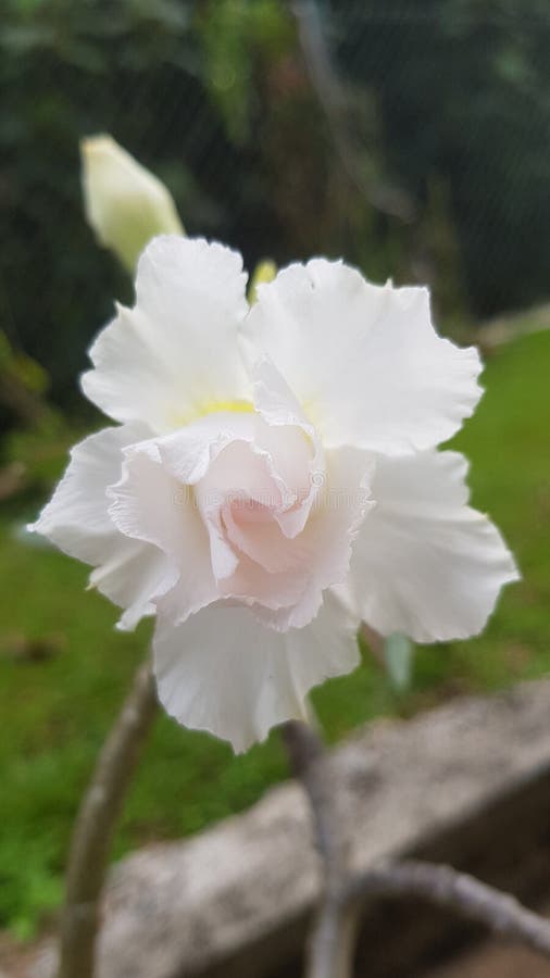 Beautiful white adenium stock image. Image of leaf, rose - 280871951