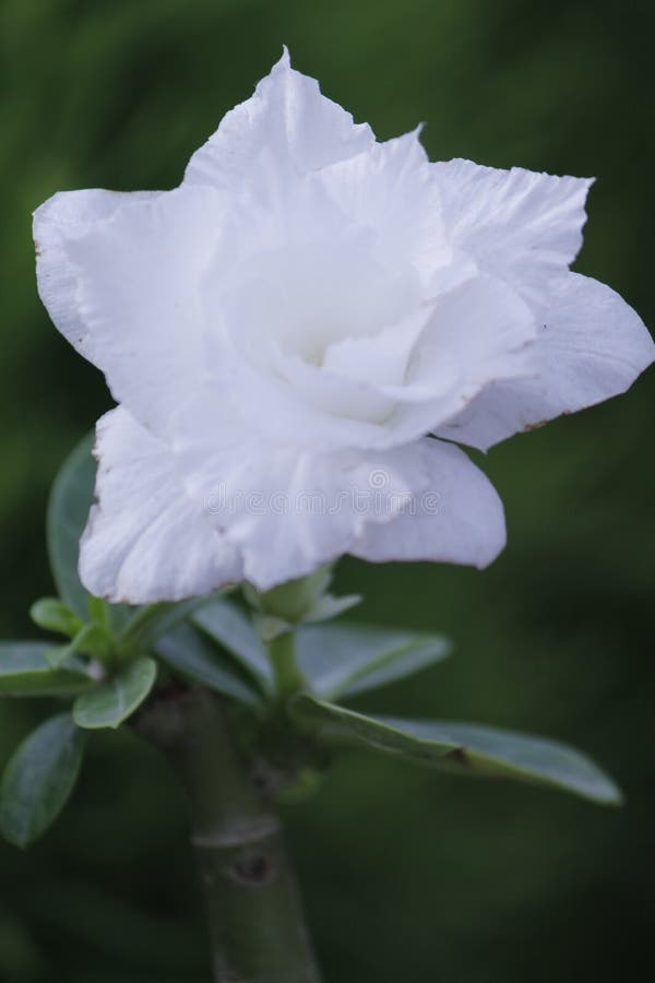 Beautiful White Adenium Flower Stock Photo - Image of flower, beauty ...