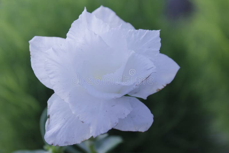 Beautiful White Adenium Flower Stock Photo - Image of season, summer ...