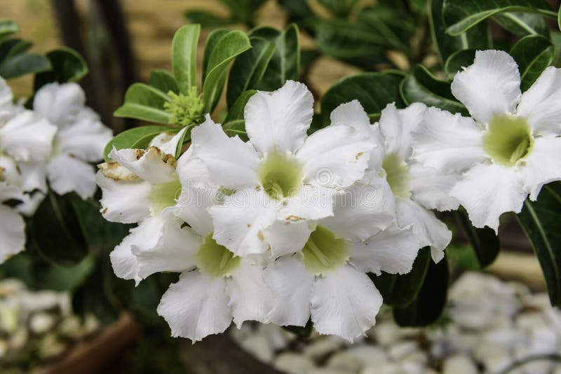 Adenium obesum tree stock image. Image of flower, branch - 29709679