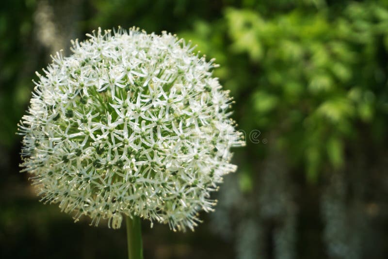 Beautiful White Allium Flower Growth in the Garden Stock Image - Image ...