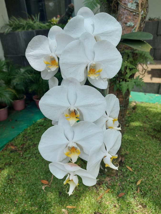 441 Anggrek Beautiful Stock Photos - Free & Royalty-Free Stock Photos ...