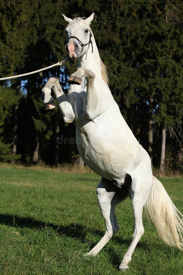 Prancing Arabian stallion stock image. Image of prancing - 3575833
