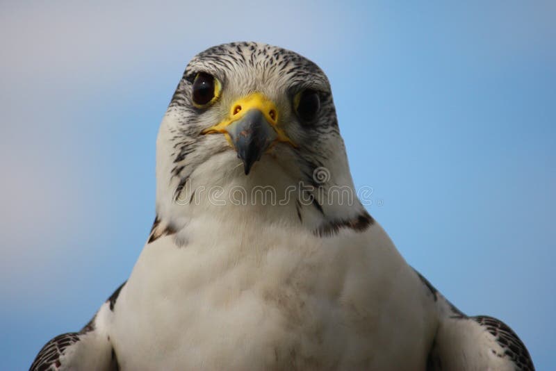 A Beautiful White Arctic Hawk Raptor Bird Face Stock Image - Image of ...