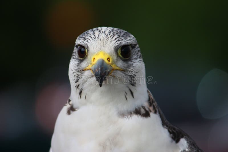 A Beautiful White Arctic Hawk Raptor Birds Face Stock Photo - Image of ...