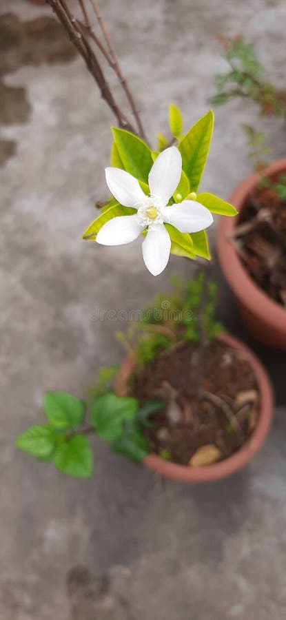 Beautiful White Arctic Snow Flower Stock Image - Image of snow, produce ...