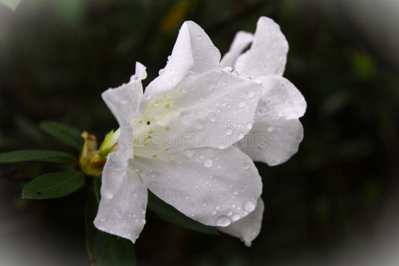 White Azalea Flower with Water Droplets from the Rain Stock Photo ...