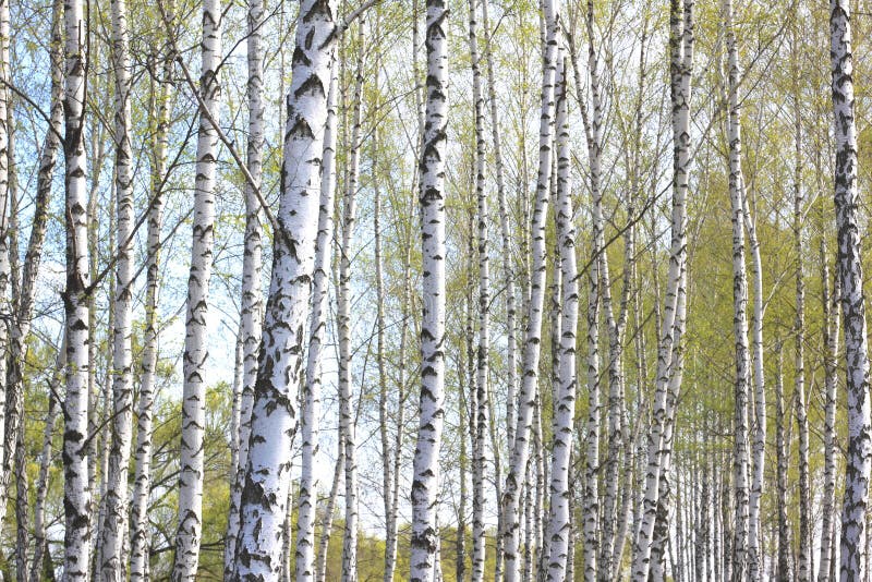 Beautiful White Birch Trees in Spring in Forest Stock Image - Image of ...