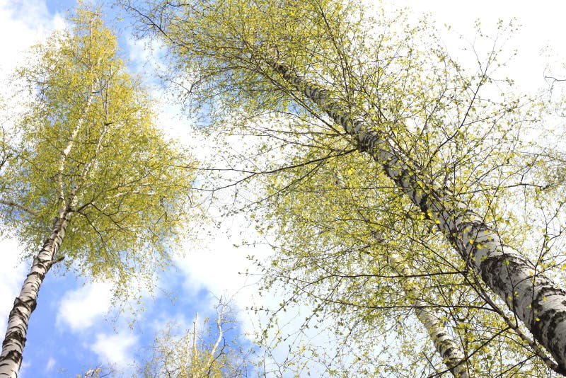 Beautiful White Birch Trees in Spring in Forest Stock Image - Image of ...