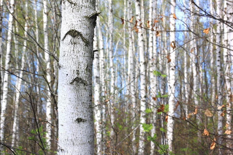 Beautiful White Birch Trees in Spring in Forest Stock Image - Image of ...