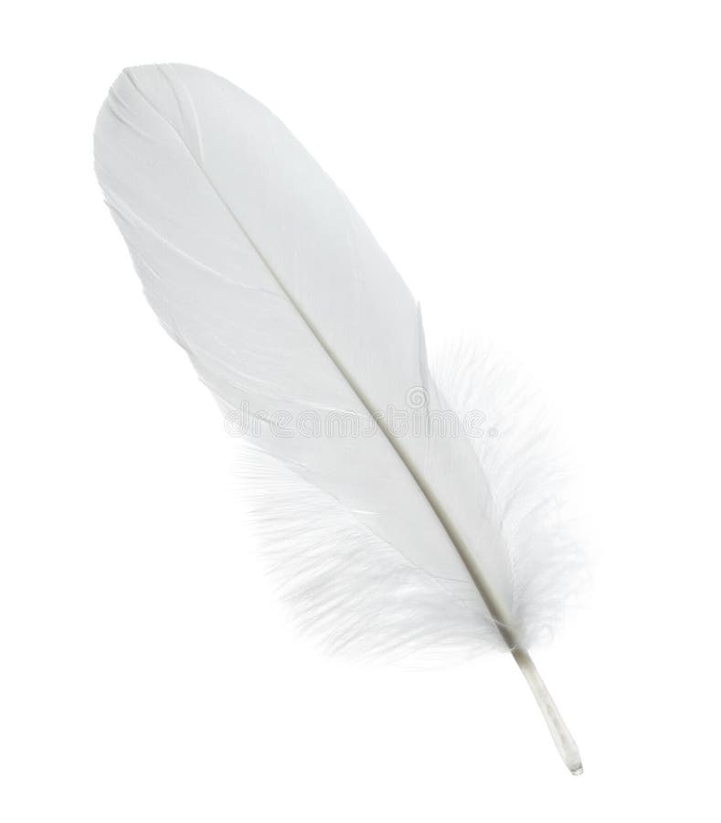 Beautiful White Bird Feather Isolated on White Stock Image - Image of ...