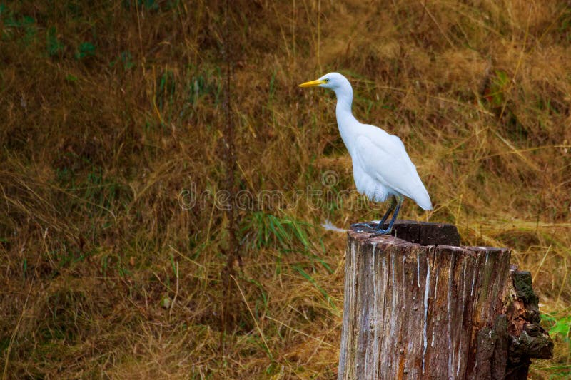 A bird resting on a stump stock image. Image of flower - 139294679