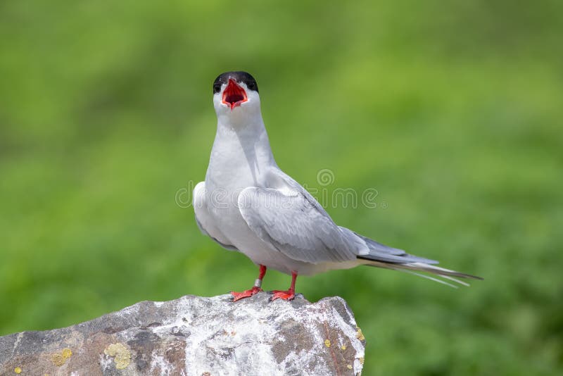 Beautiful Bird with His Beak White Open Stock Image - Image of beauty ...