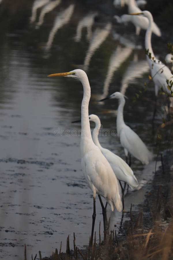 Beautiful White Bird Water Side Stock Image - Image of side, water ...