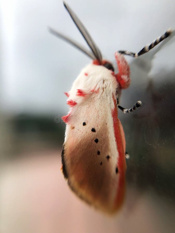 A Beautiful White, Black and Red Moth Sitting on the Glass Stock Photo ...