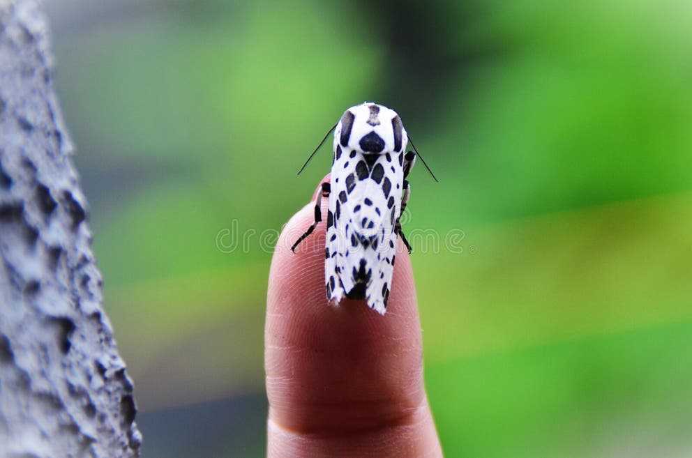 The Beautiful White and Black Scribe Hypercompe Wing on the Finger ...