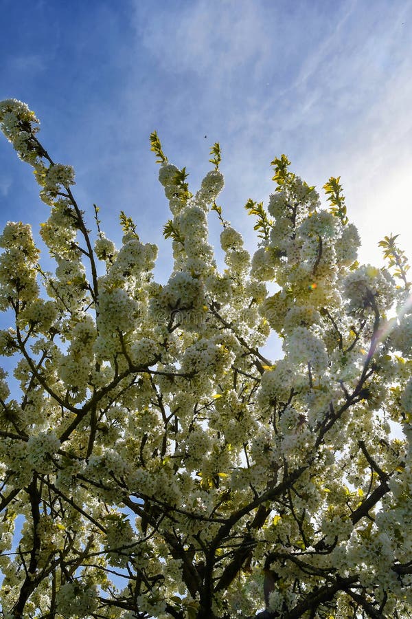White Cherry Tree Blossoms in Spring Stock Image - Image of blue, trees ...