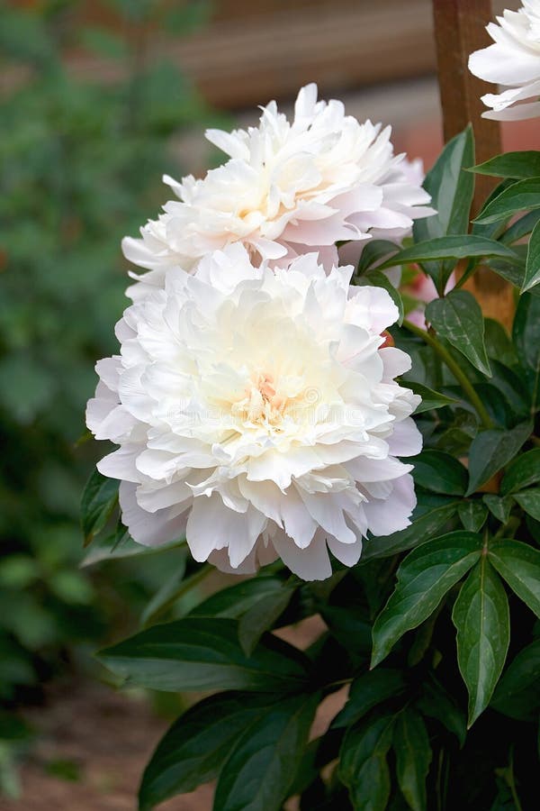Beautiful White Blooming Peony Close-up. Summer Blooming Peonies Stock ...
