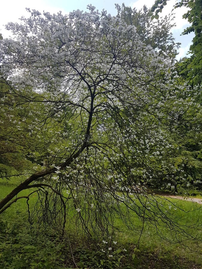 Beautiful Blossomed Black Pansy Violet Stock Image - Image of garden ...