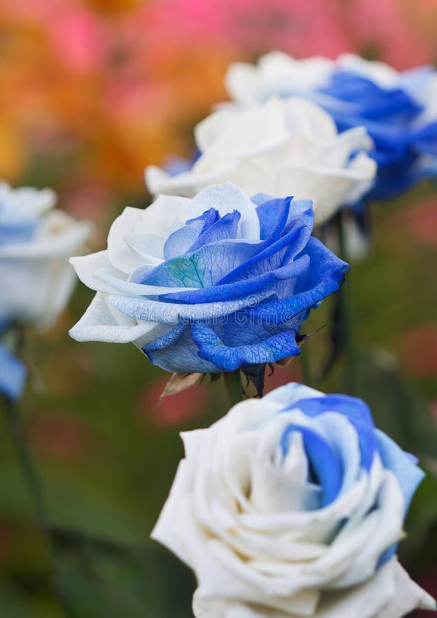 Beautiful White and Blue Roses Stock Image - Image of flora, blue: 67395293