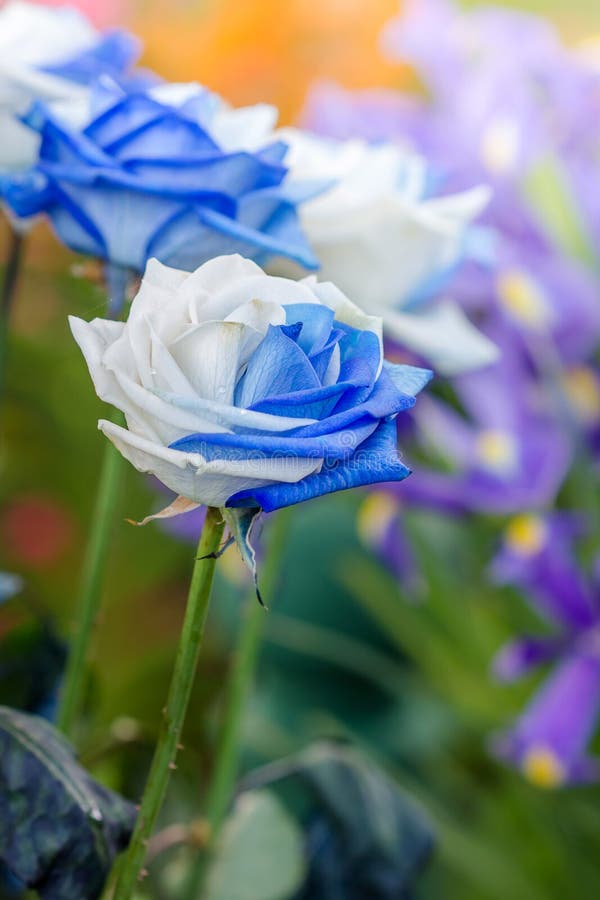 Beautiful White and Blue Roses Stock Photo - Image of closeup, isolated ...