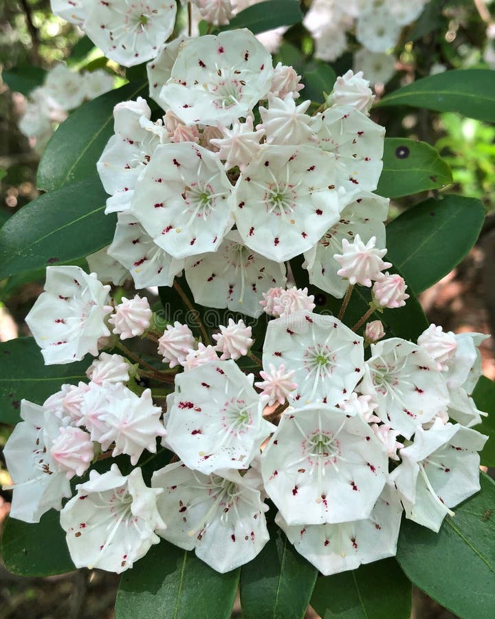 Beautiful White Bog Laurel Blooming in Spring Stock Photo - Image of ...