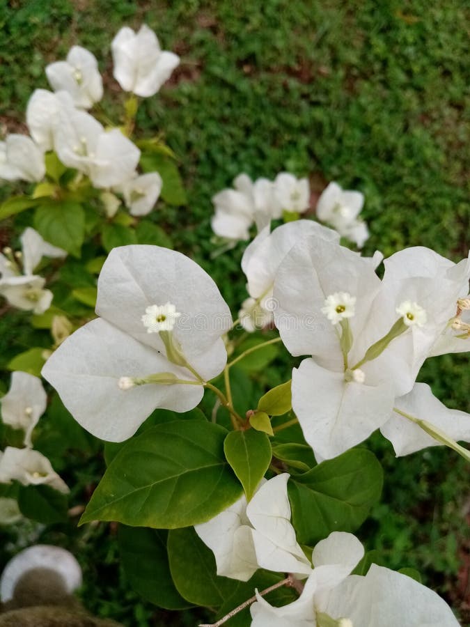 Beautiful Bogan Stock Photos - Free & Royalty-Free Stock Photos from ...